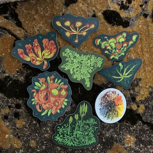Venus Flytrap Sticker Etsy
