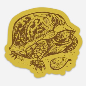 Box Turtle Sticker - Etsy