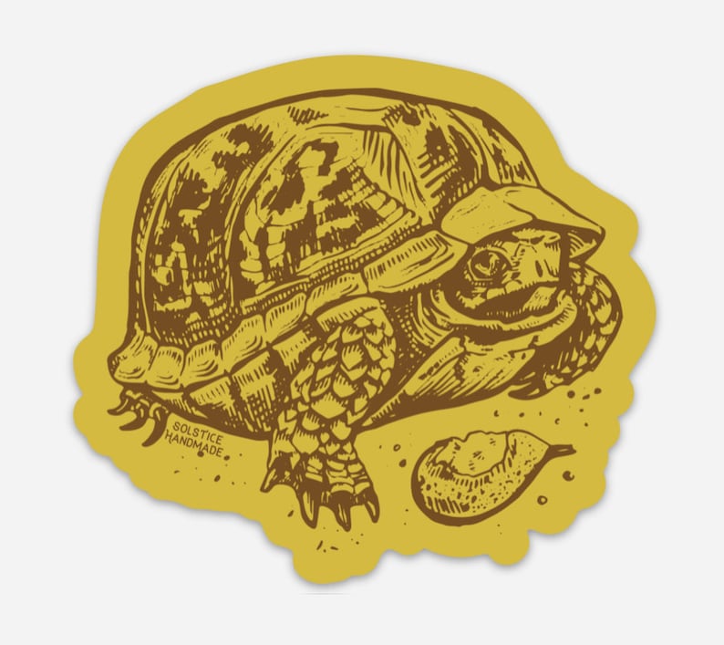 Box Turtle Sticker - Etsy