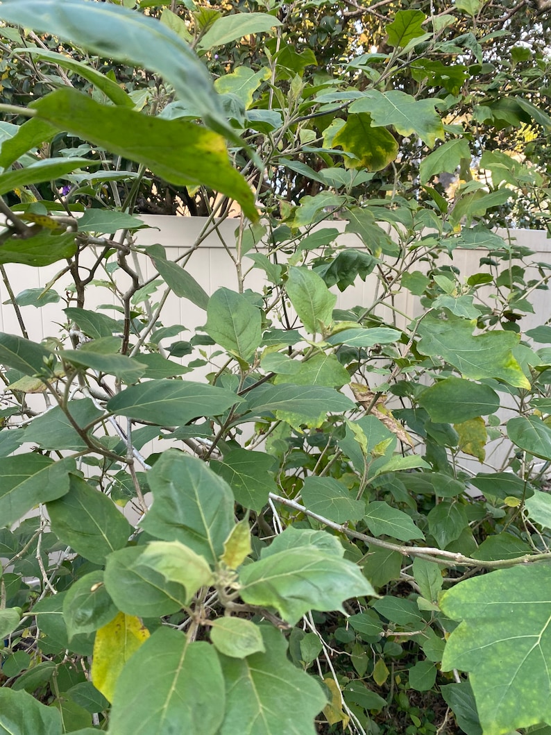 Susumba Plants Seeds and Leaves Aka Turkey Berry Leaves - Etsy UK