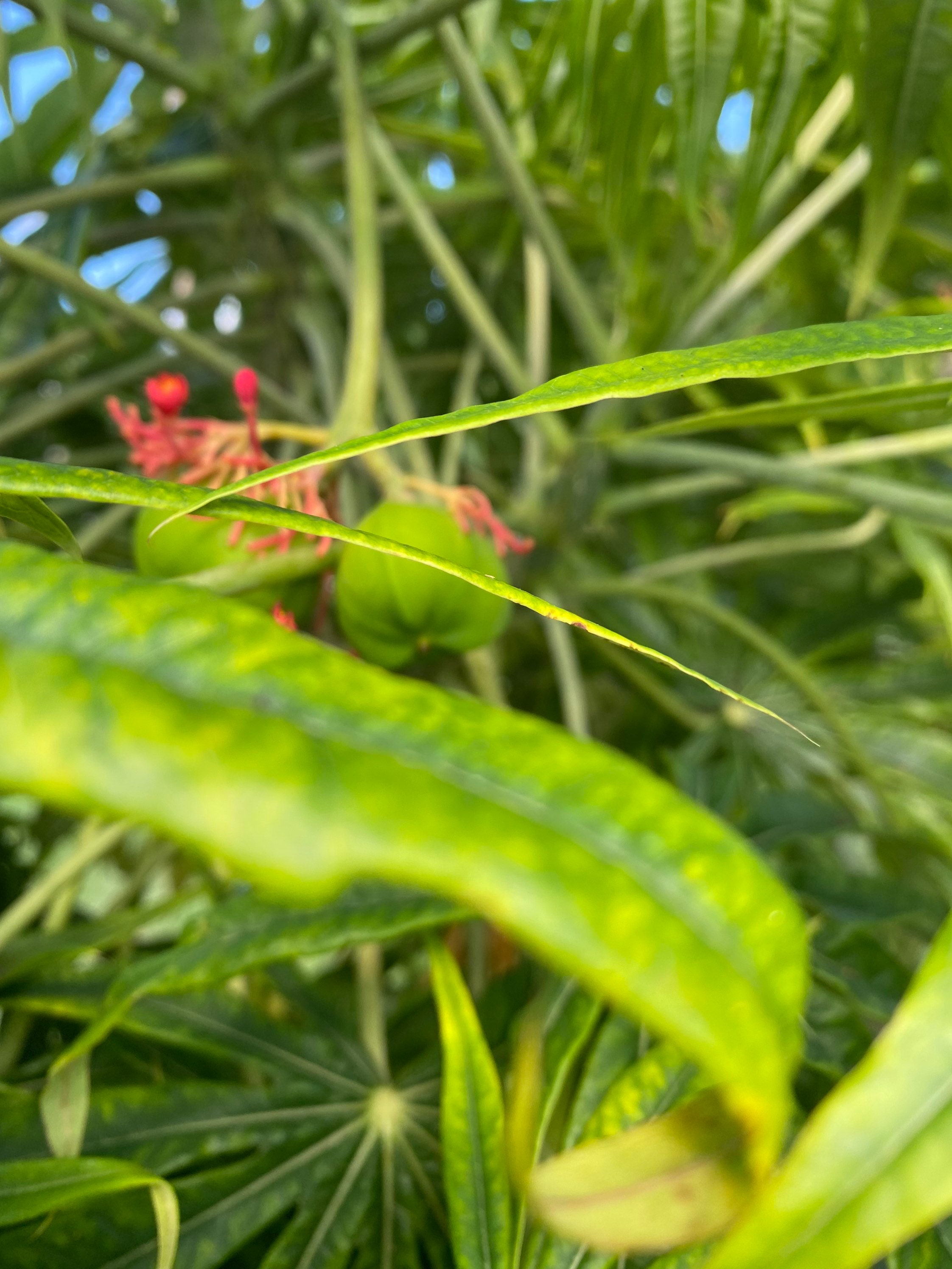 Jatropha Multifida Tree Aka Coral Plant or Seeds - Etsy