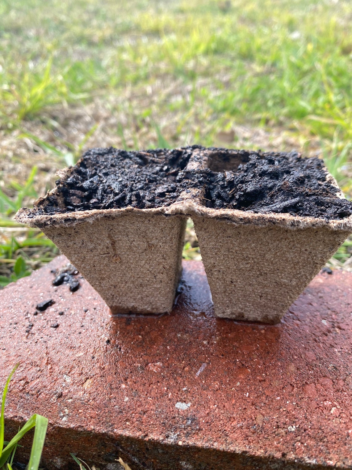 Cerasee Seeds Vine Plants & Bush bush Picked at the Time - Etsy