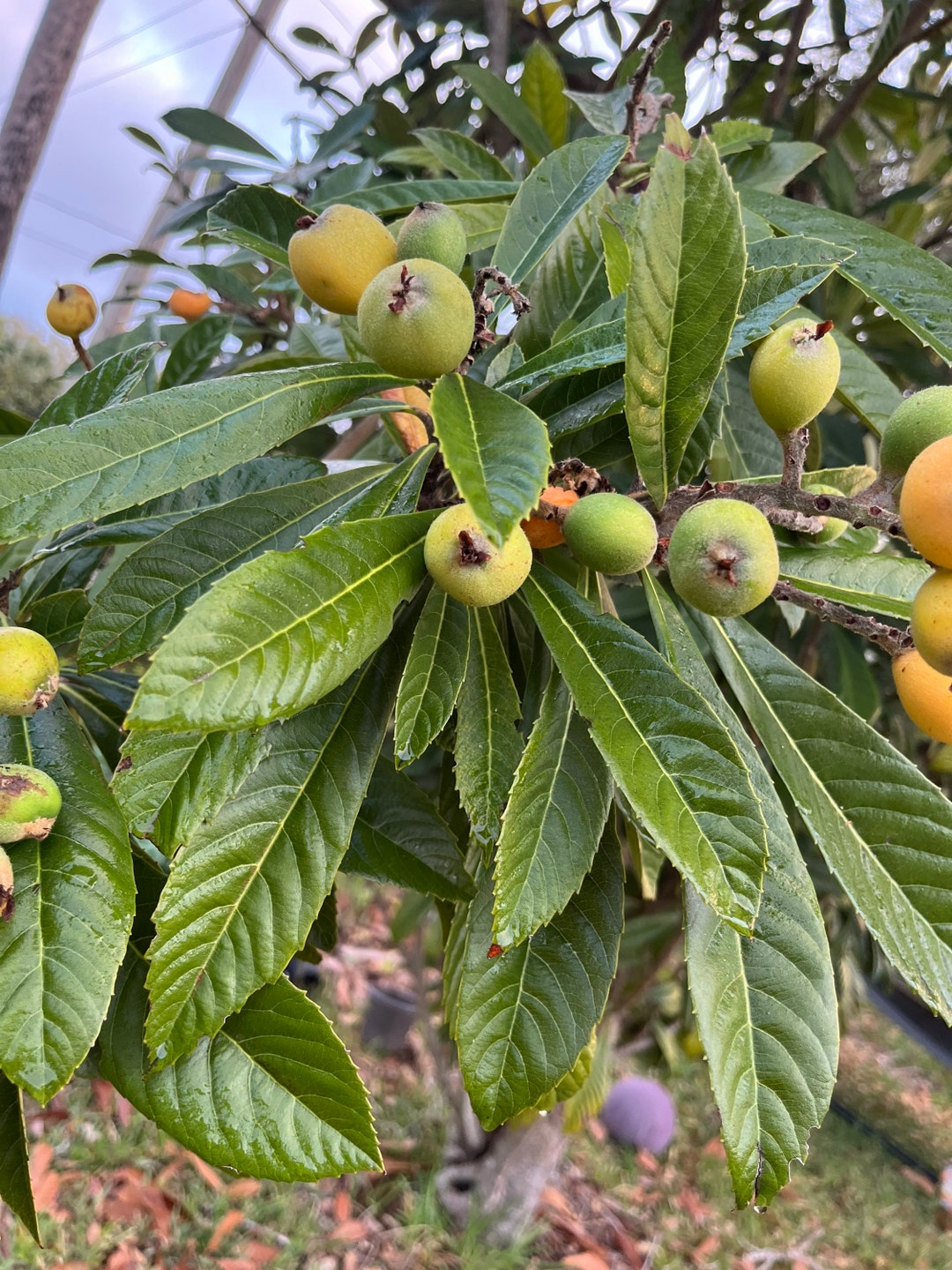 Loquat Trees, Seeds, and Leaves - Etsy