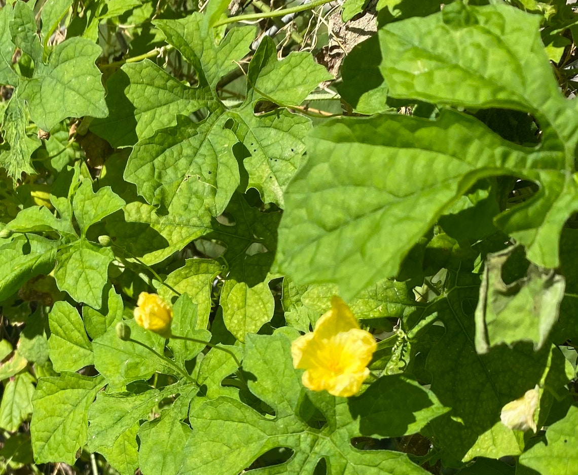 Cerasee Seeds Vine Plants & Bush bush Picked at the Time - Etsy