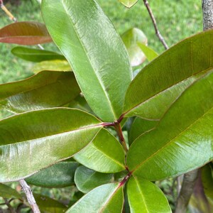 3-5 FT Bay Rum Tree, Lemon Bay Rum Tree, &/or Allspice Tree - Etsy