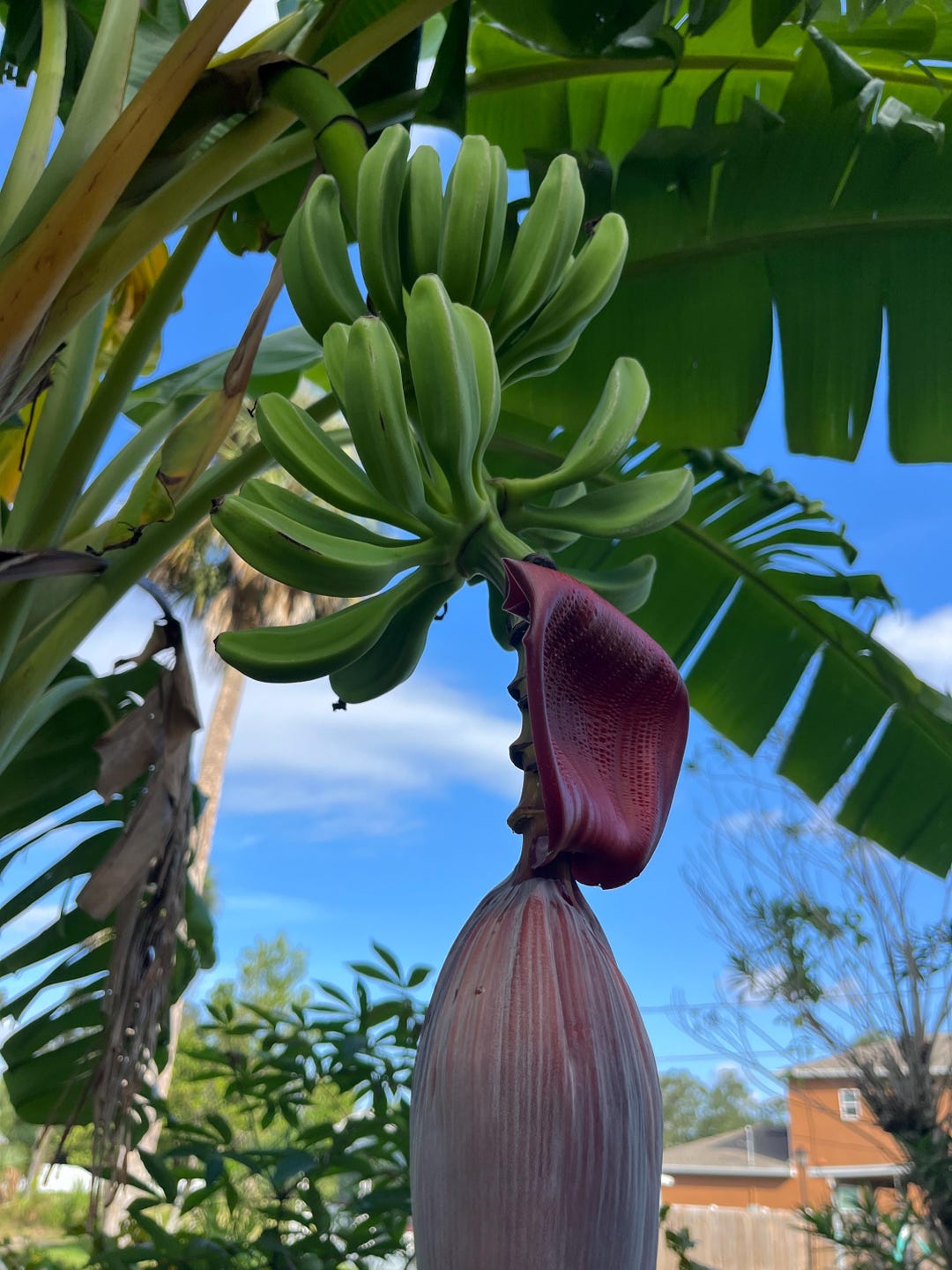 Hawaiin Plantain Trees - Etsy