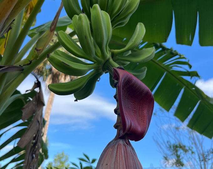 Hawaiin Plantain Trees - Etsy