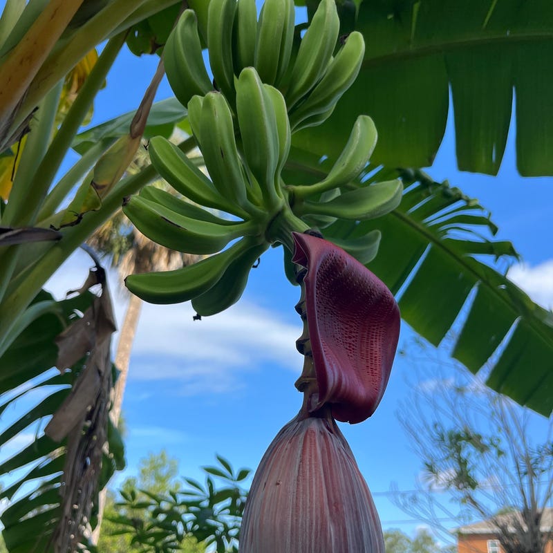 Plantain Tree - Etsy