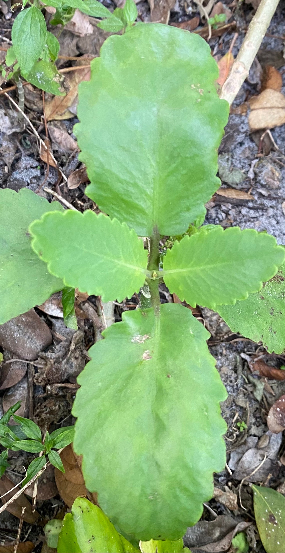 Leaf of Life Plant 2 Inches to 15 Inches | Etsy