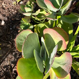 Pigs Ear Plant (cotyledon Orbiculata) - Etsy