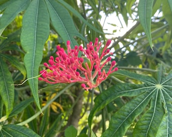Jatropha Multifida - Flowering Coral Tree Bush - ROOTED Starter Plant ...