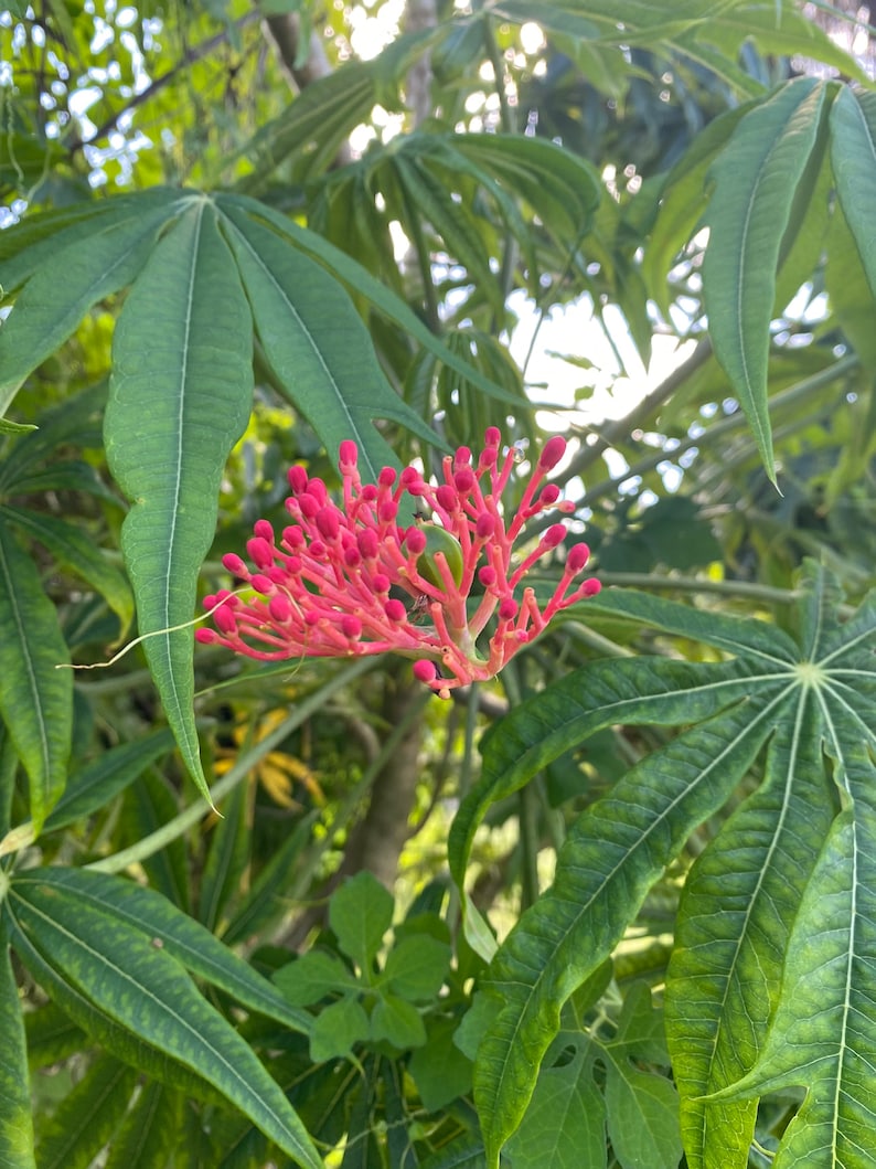 Jatropha Multifida Tree Aka Coral Plant or Seeds - Etsy