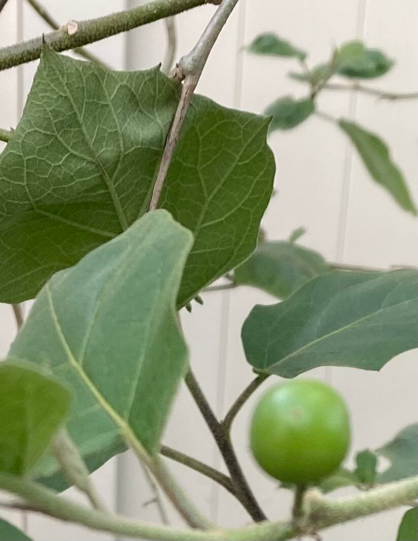 Plantas semillas y hojas de Susumba también conocidas como - Etsy México