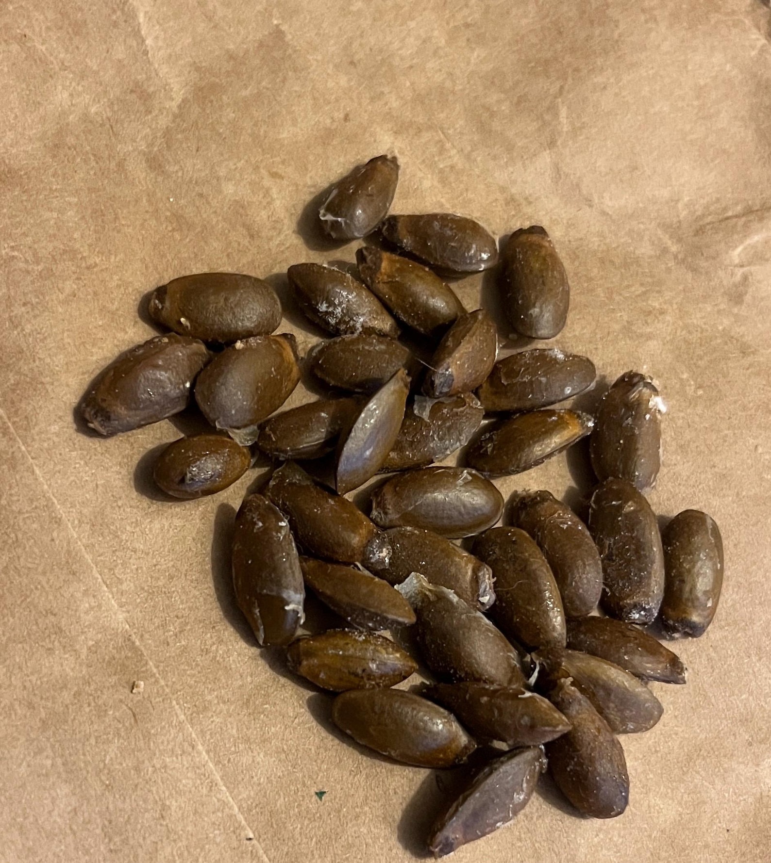 Soursop Tree, Sweet Sop Tree, and Seeds - Etsy