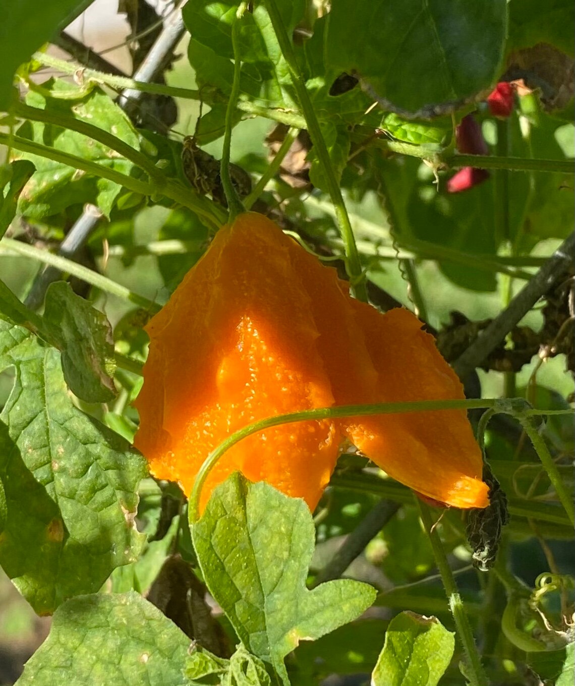 Cerasee Seeds Bush Vine Plants and LLTea Bush Leaves are | Etsy