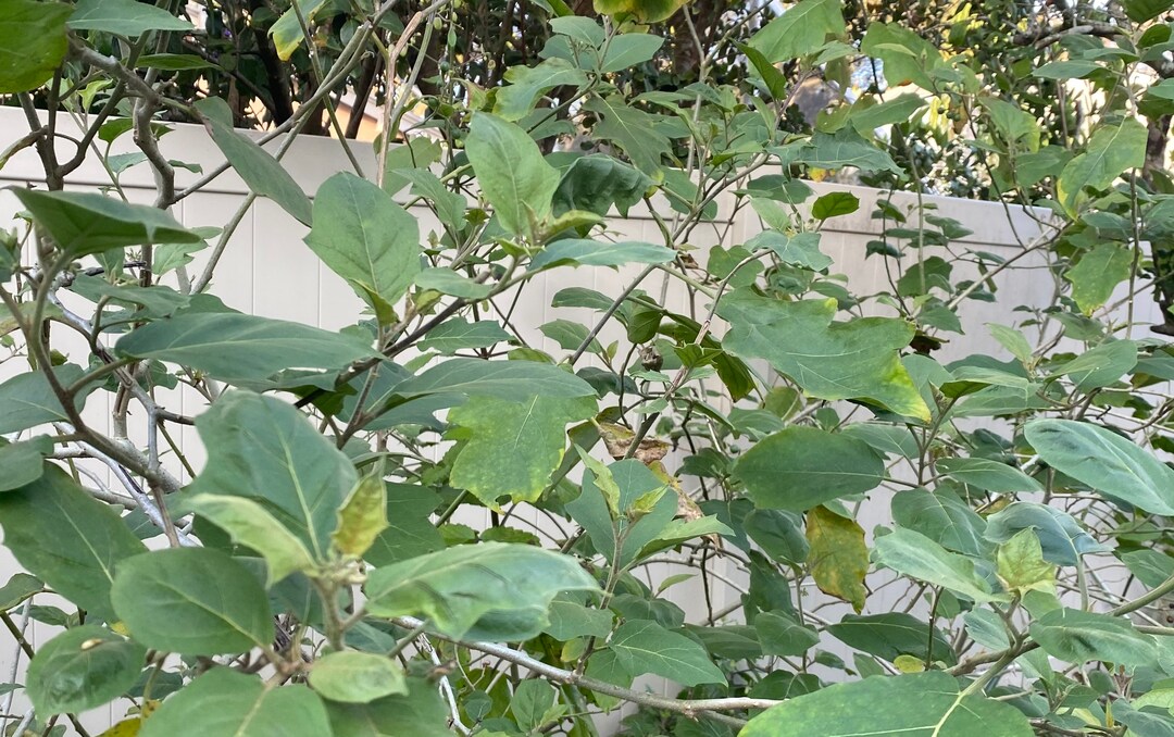 Plantas, semillas y hojas de Susumba, también conocidas como hojas de ...