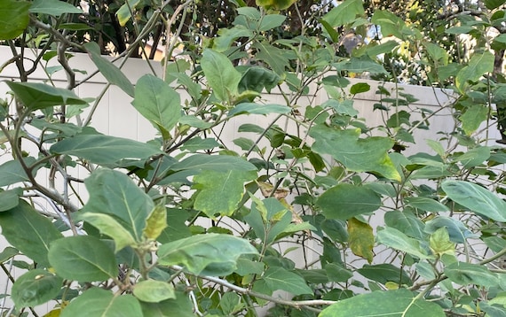 Susumba Plants Seeds and Leaves Aka Turkey Berry Leaves - Etsy UK