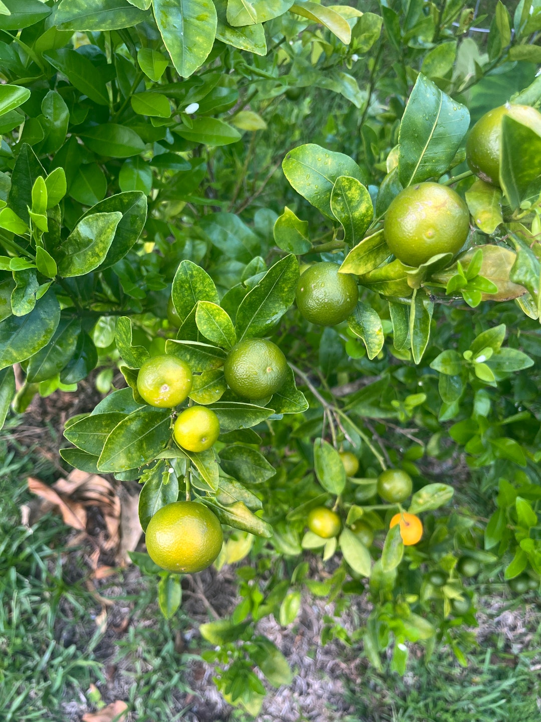 Calamondin Trees (calamansi Tree) - Etsy