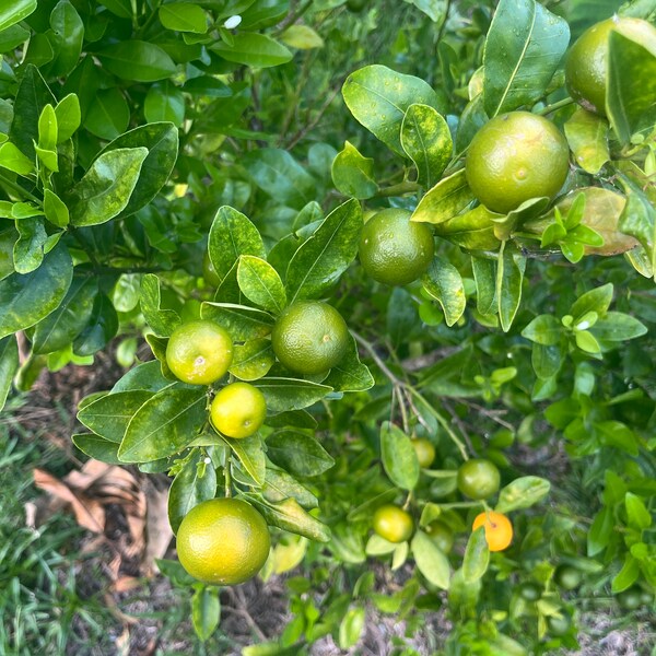 Calamansi Tree - Etsy