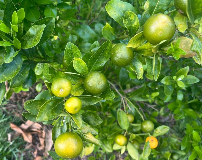 Calamondin Trees (calamansi Tree) - Etsy