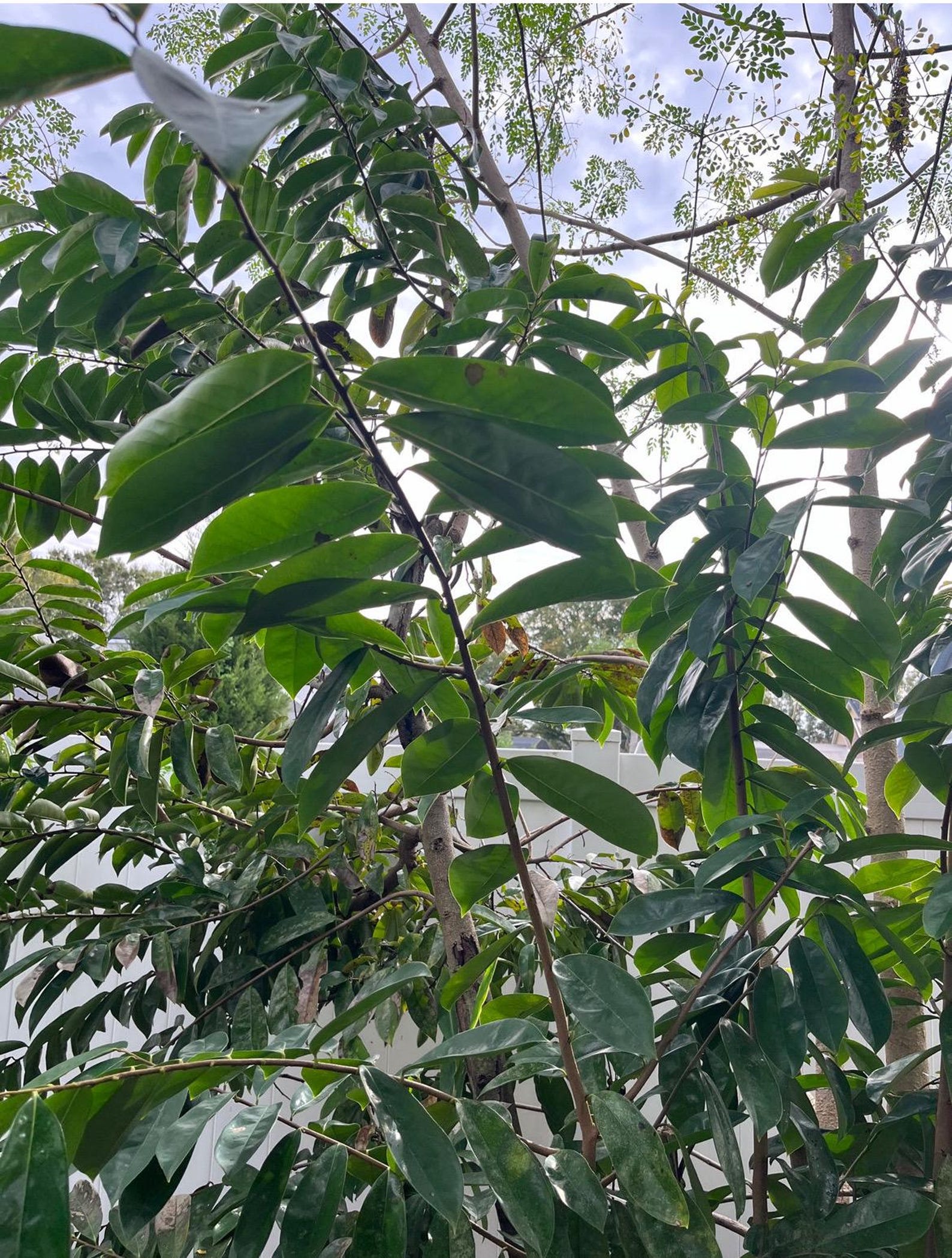 Soursop Tree, Sweet Sop Tree, and Seeds - Etsy