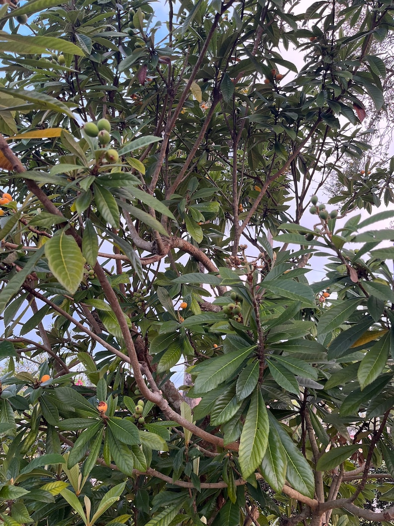 Loquat Trees Seeds and Leaves - Etsy