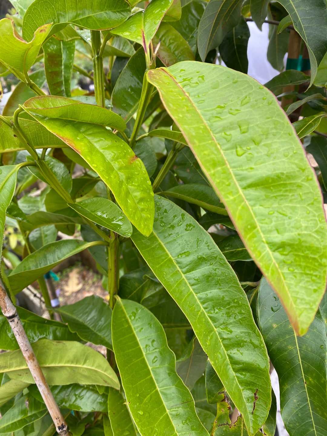 Allspice Leaves Aka West Indian Bay Leaf (cut Fresh at the Time of Your ...