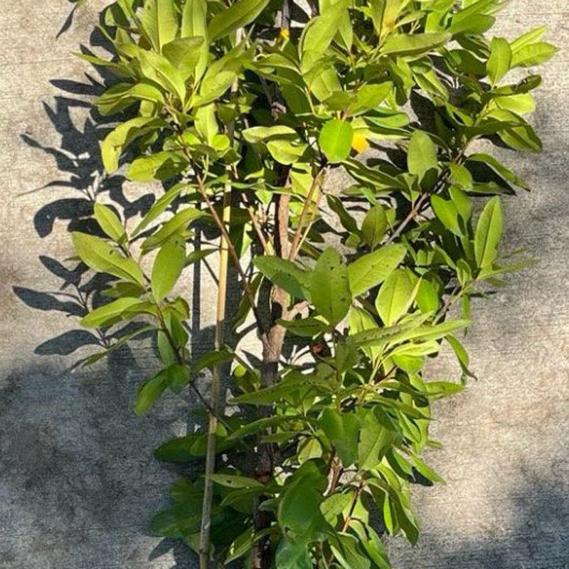 Lemon Tree Live Plant - Etsy