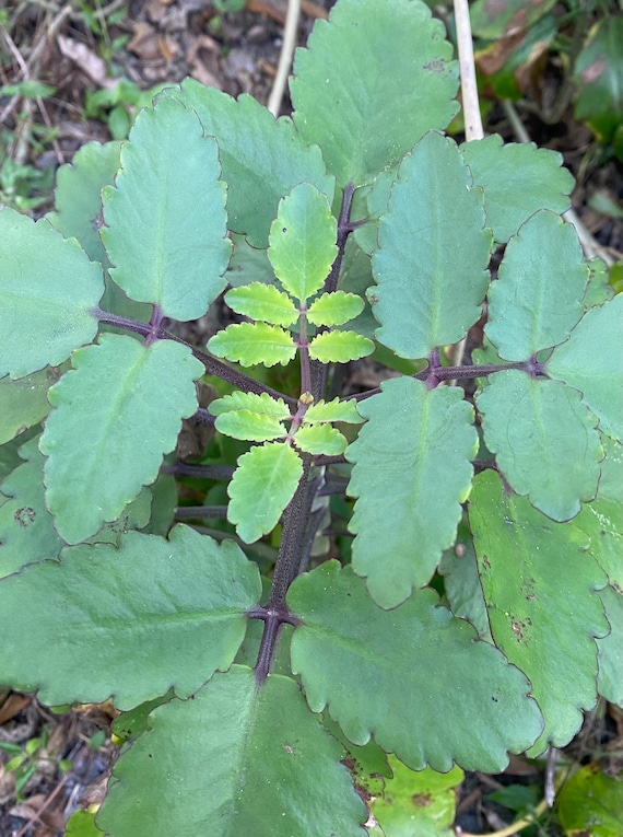 Leaf of Life Plant 2 Inches to 15 Inches | Etsy