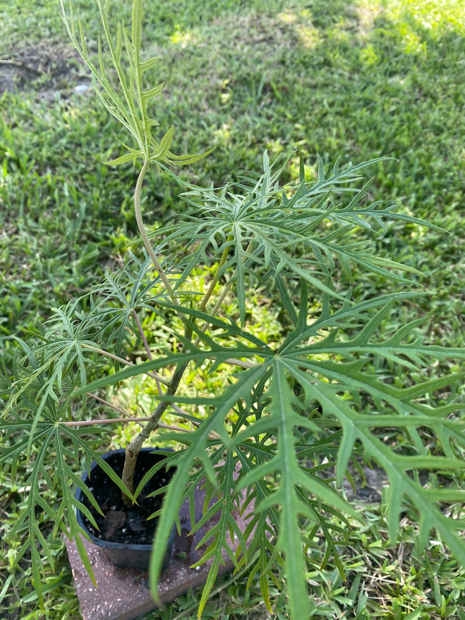 Jatropha Multifida Tree Aka Coral Plant or Seeds - Etsy