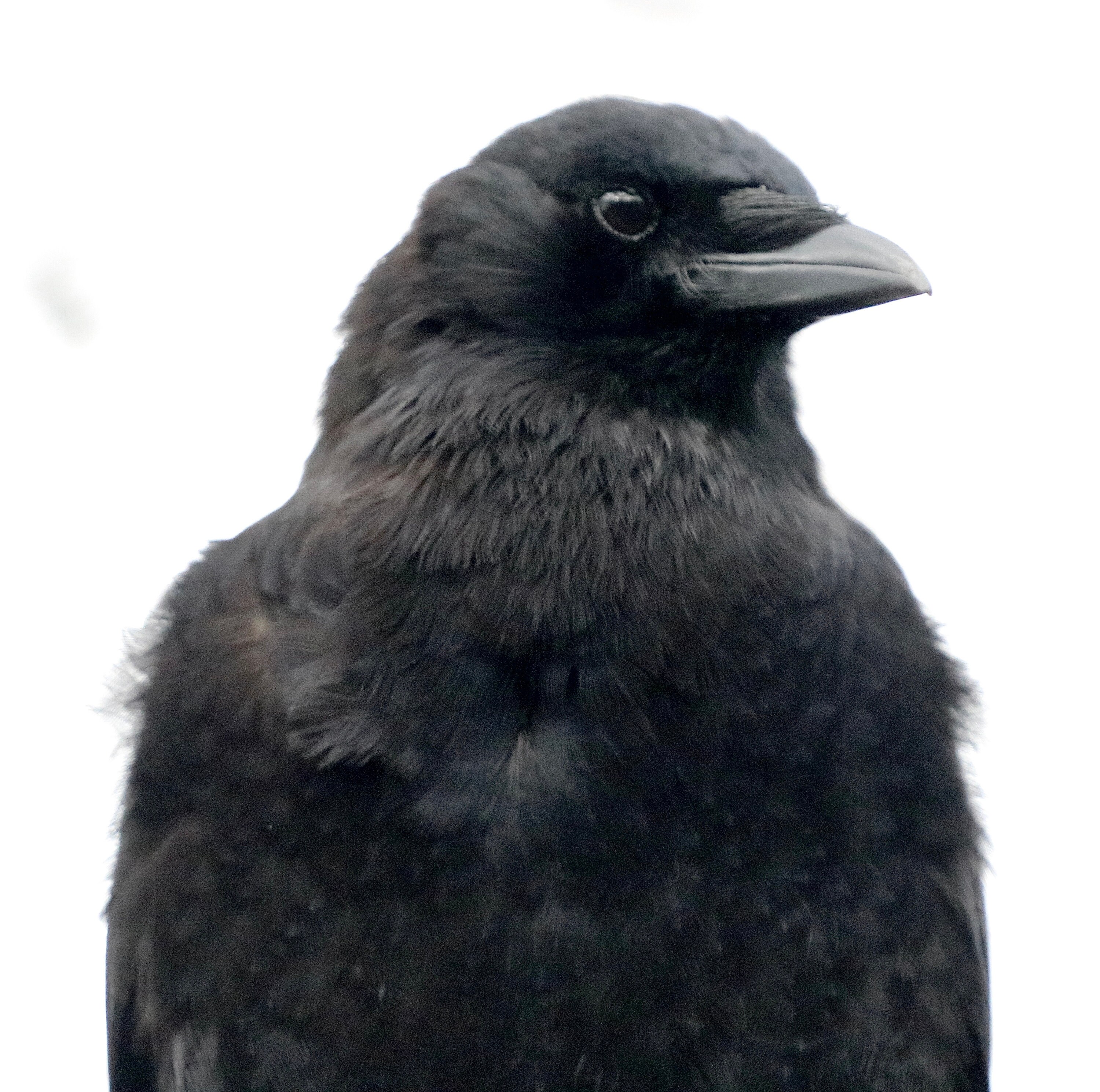 Magical Crow Trio This Item is for 3 8x10 Photos - Etsy