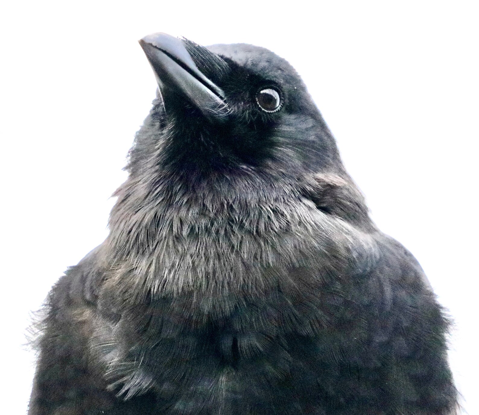 Magical Crow Trio This Item is for 3 8x10 Photos - Etsy