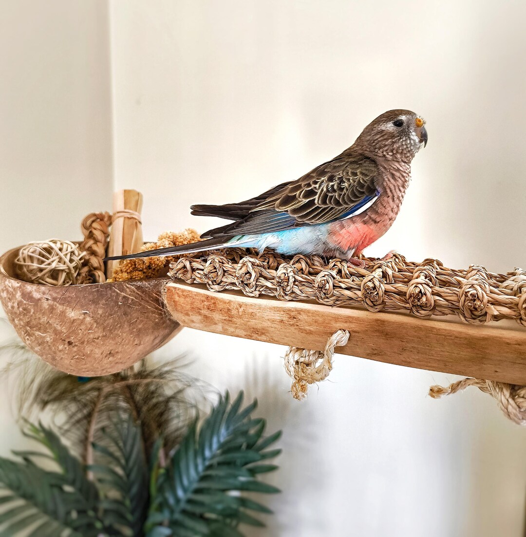 Jungle Perch Platform, Perch and Feeder for Medium Large Birds, Mice ...