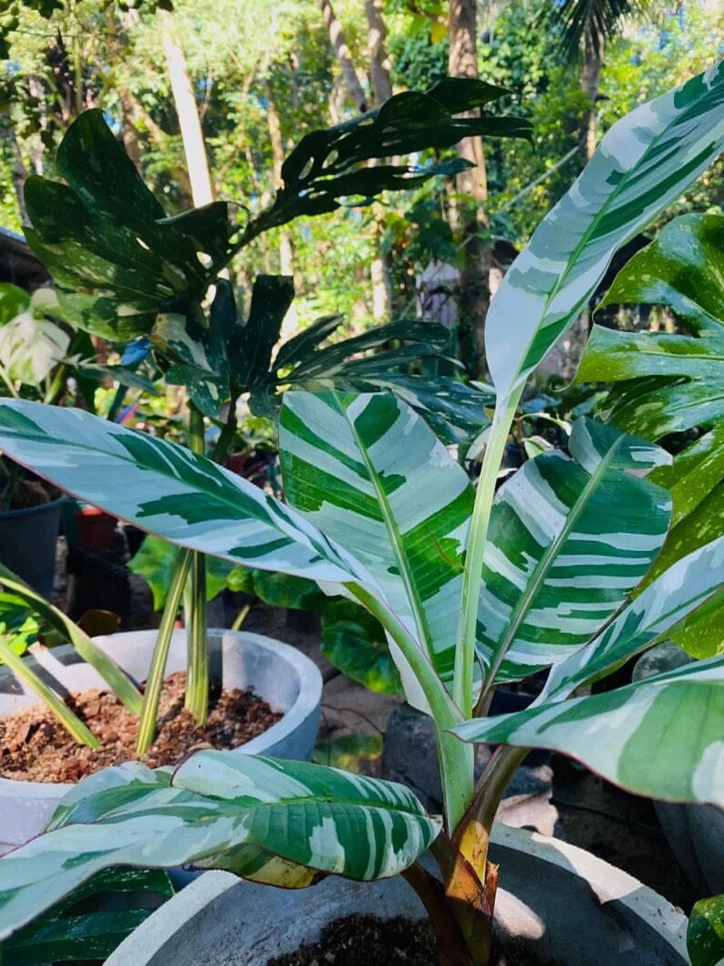 Variegated Hawai Banana Musa Florida Aeae Indoor Banana Plant House ...