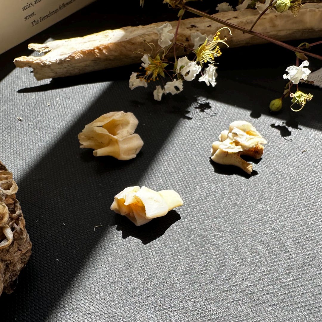 Real Broken Whitetail Deer Molar Set Deer Teeth Craft Bones Vulture ...