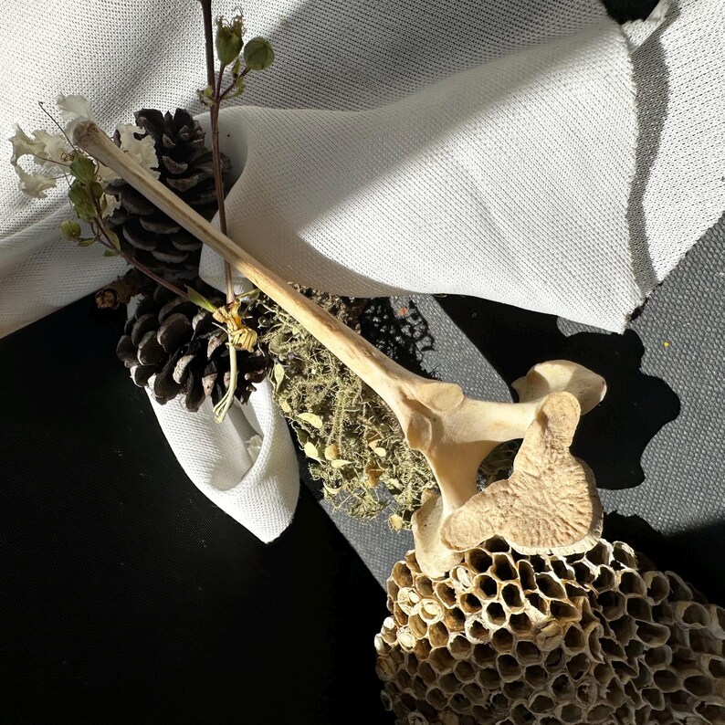 Whitetail Deer Vertebrae Cervical Vertebrae Lumbar Vertebrae Thoracic ...