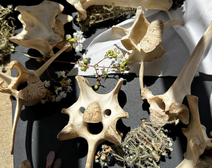 Whitetail Deer Vertebrae | Cervical Vertebrae | Lumbar Vertebrae | Thoracic Vertebrae | Spine ...