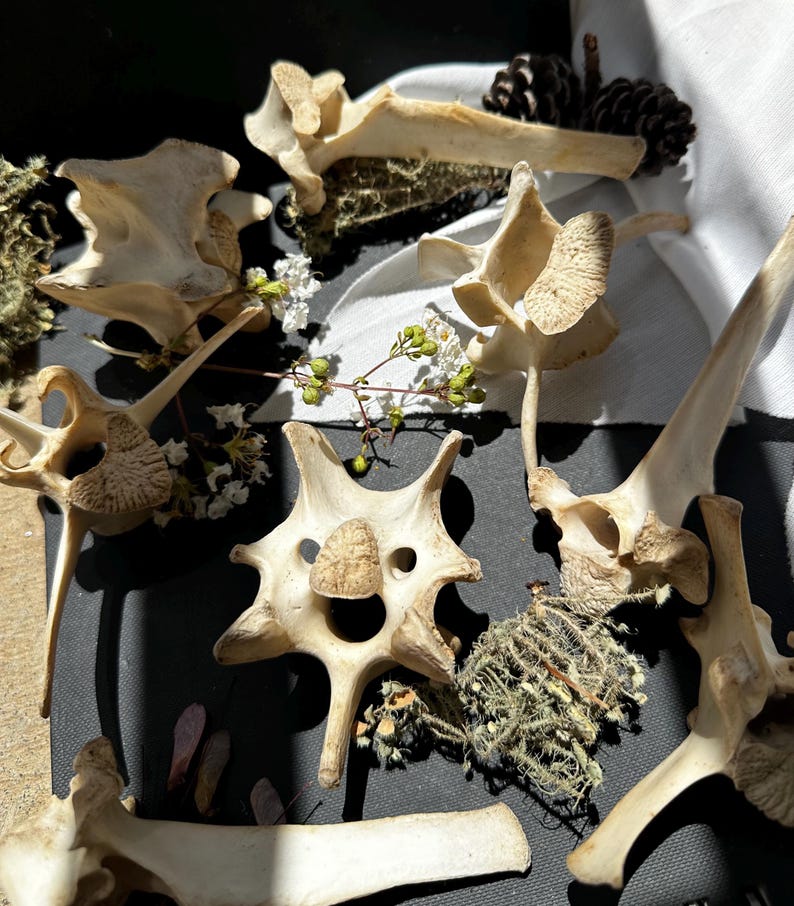 Whitetail Deer Vertebrae Cervical Vertebrae Lumbar Vertebrae Thoracic ...