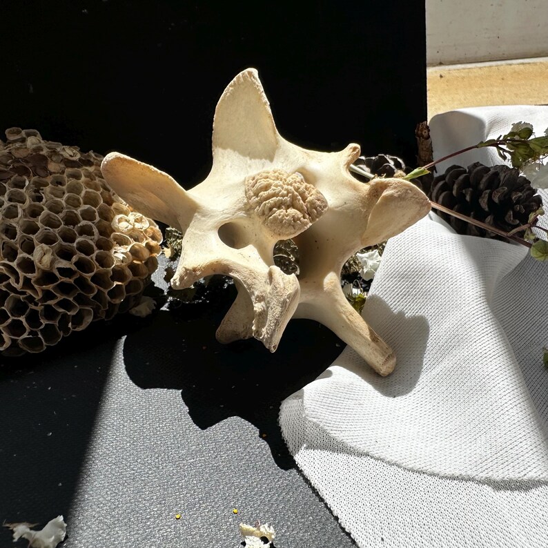 Whitetail Deer Vertebrae Cervical Vertebrae Lumbar Vertebrae Thoracic ...
