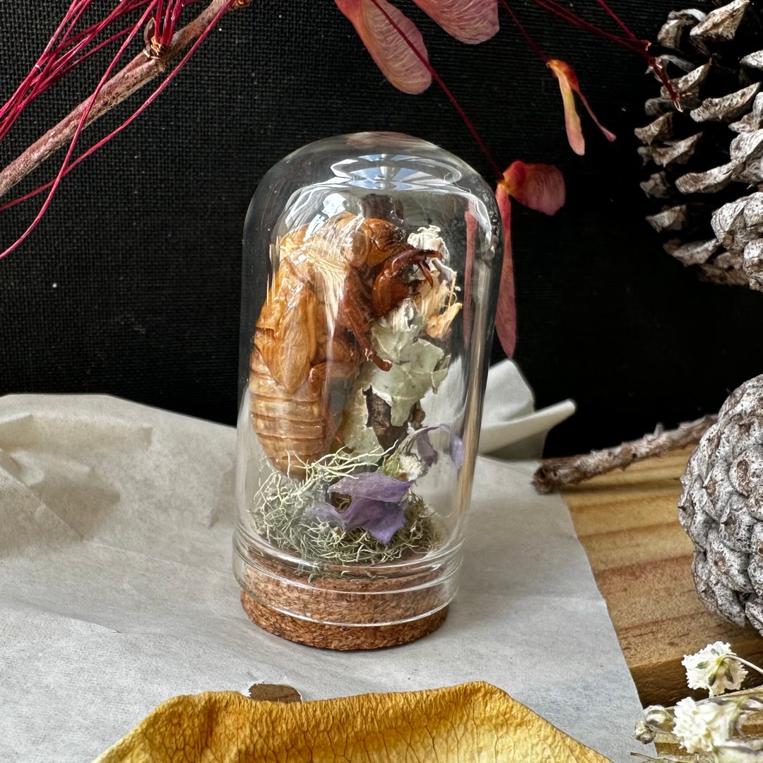 Emergence | Cicada Molt Terrarium Dome | Curio Jar | Oddities and ...