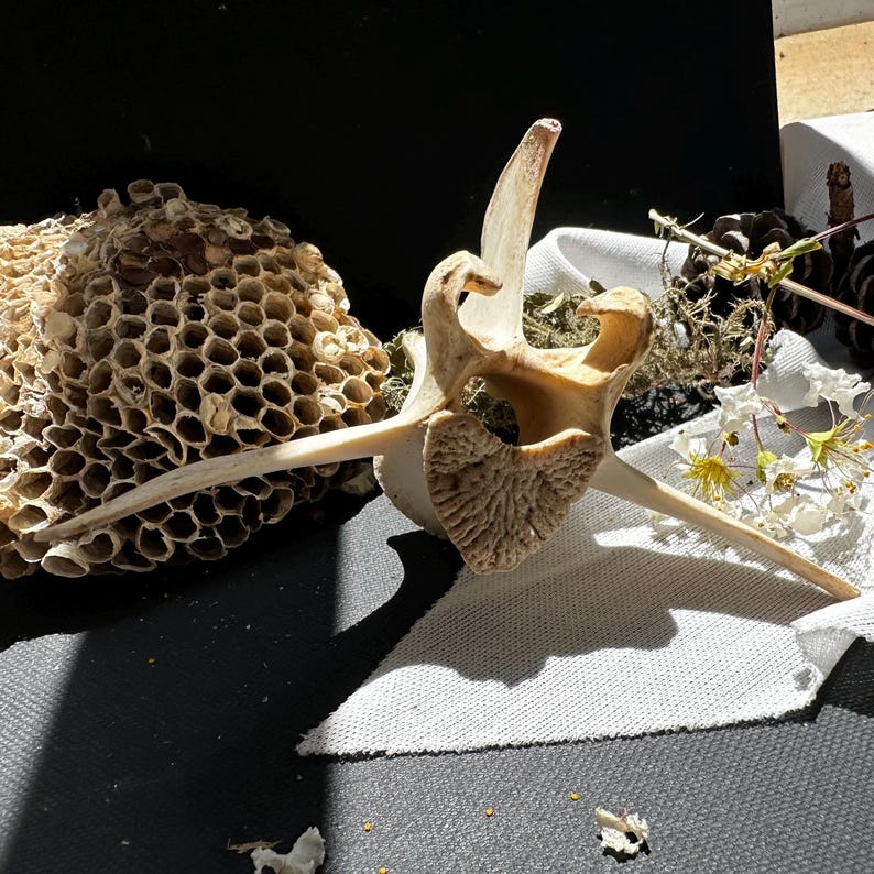 Whitetail Deer Vertebrae Cervical Vertebrae Lumbar Vertebrae Thoracic ...