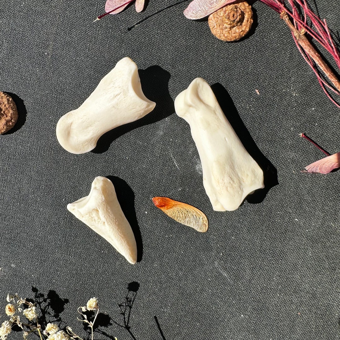 Whitetail Deer Toe Bone Set | Craft Grade Bones | Oddities and ...