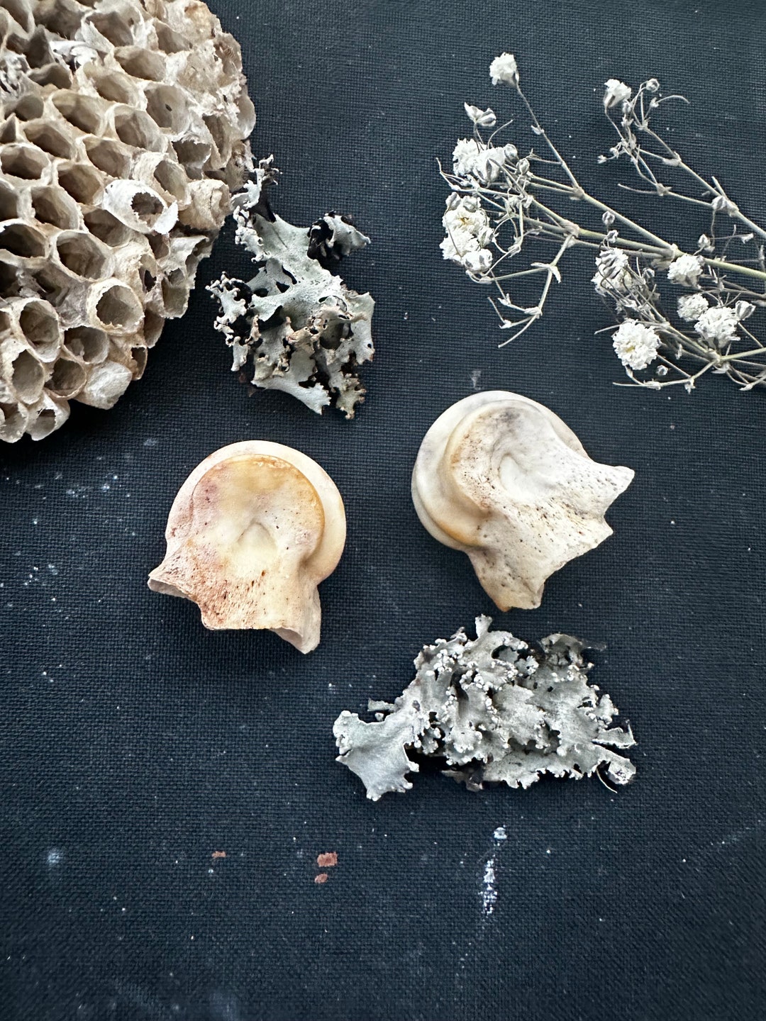 White-tail Deer Astragalus (ankle Bone) Pair - Etsy