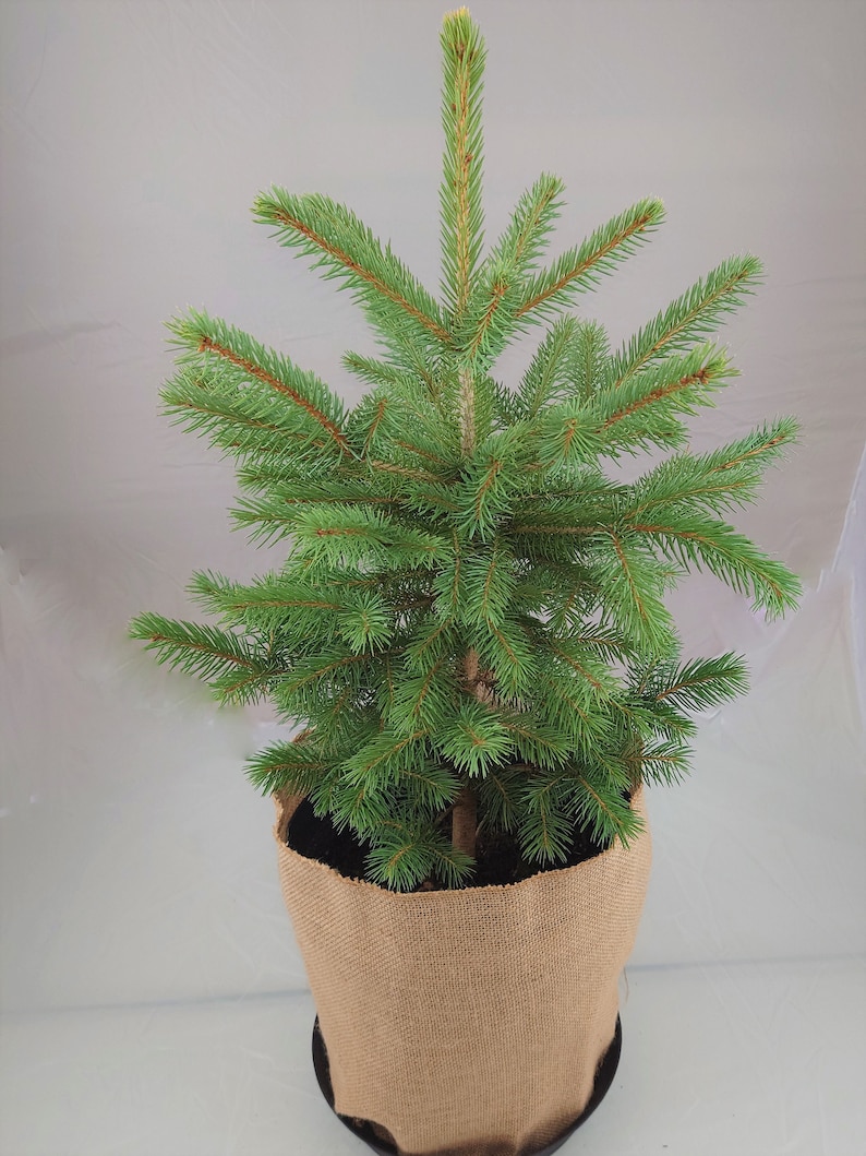 Real, Living Blue Spruce Christmas Tree 2-3ft (60-90cm) - Etsy UK