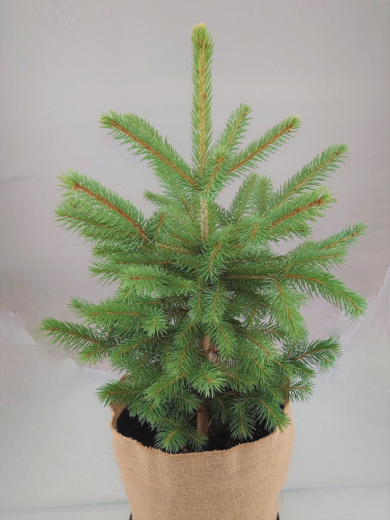 Real, Living Blue Spruce Christmas Tree 2-3ft (60-90cm) - Etsy UK