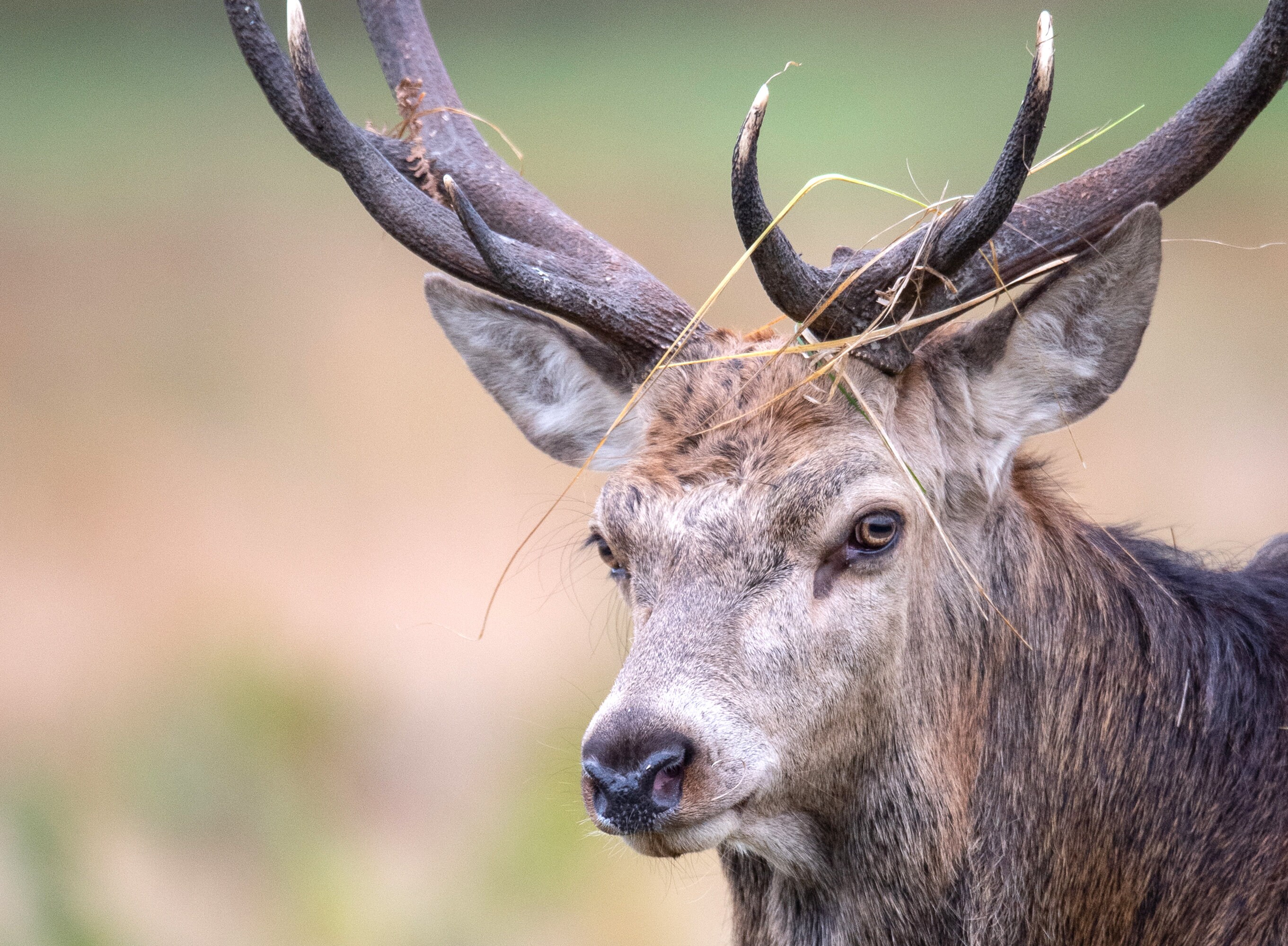 Wildlife Photography Deer