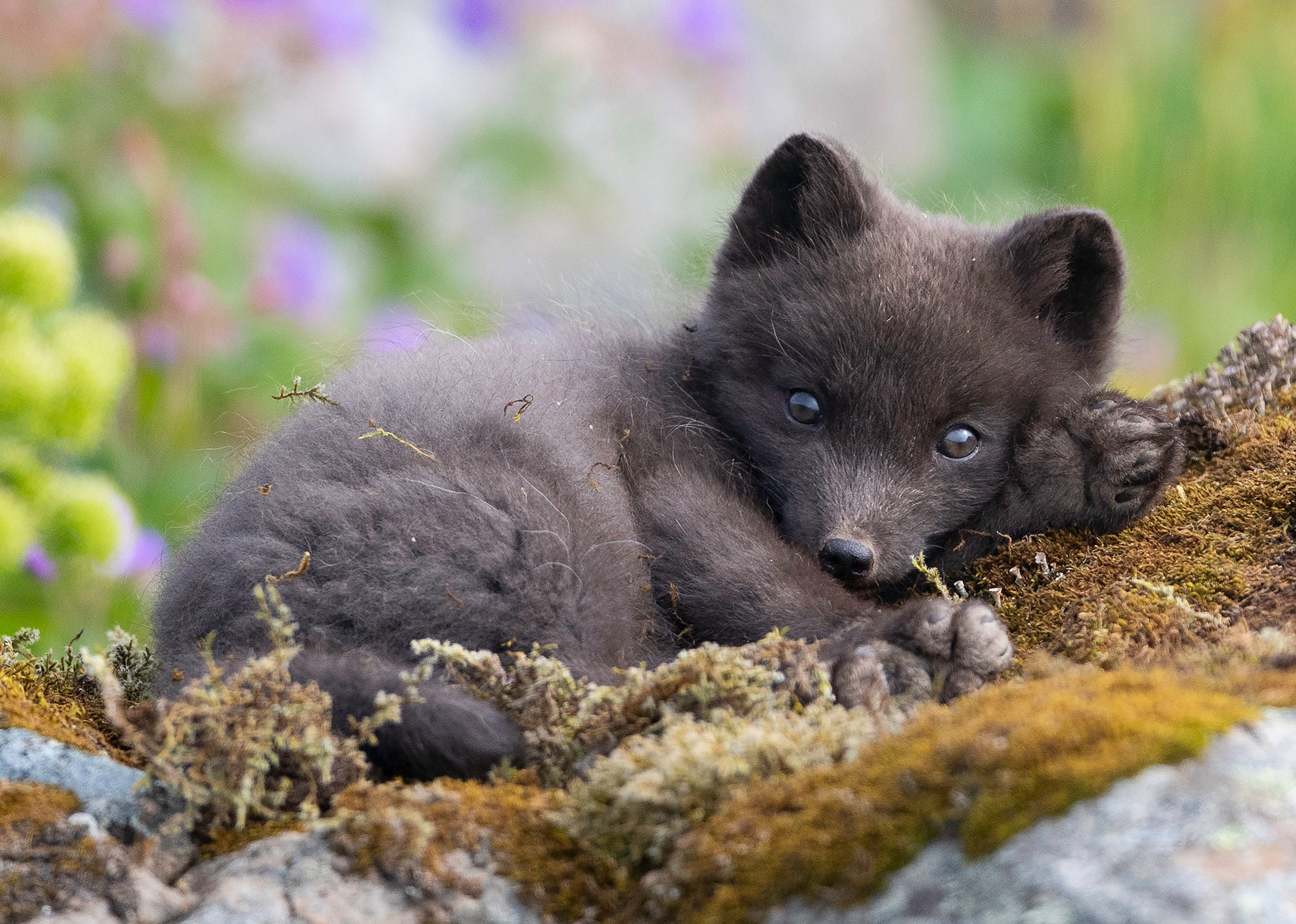 Arctic Fox Cubs