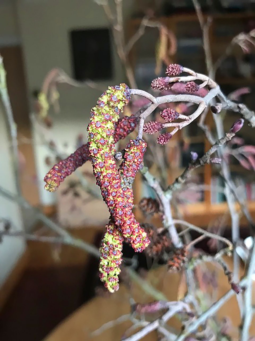 7 Catkin Stems Stunning Red Alder Tree Some With Little Cones - Etsy