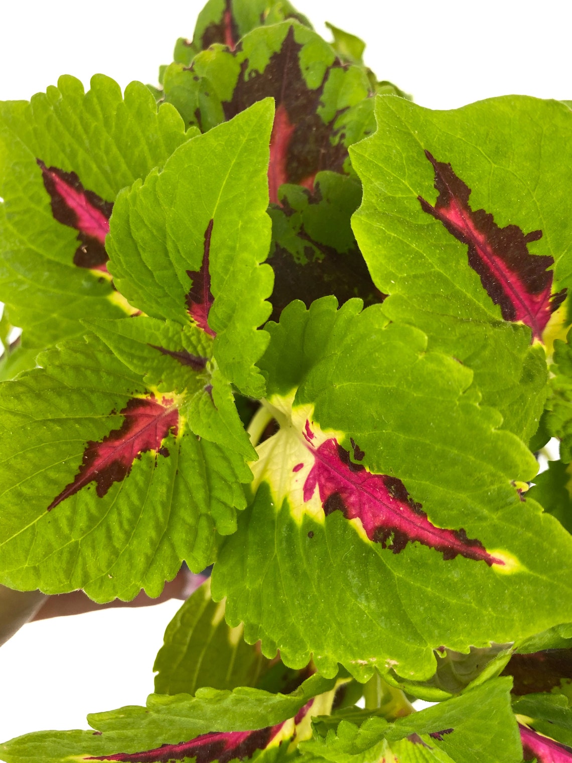 Coleus Coleus Watermelon Rainbow plants Rare Plant Exotic | Etsy