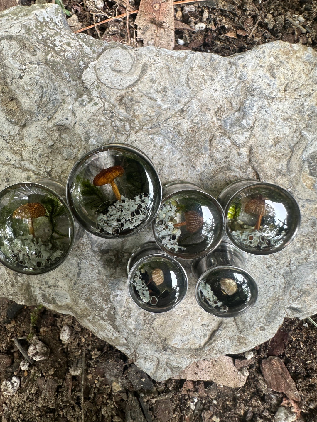 Real Mushroom Plugs, Stainless Steel Ear Gauges, Botanical Terrarium ...